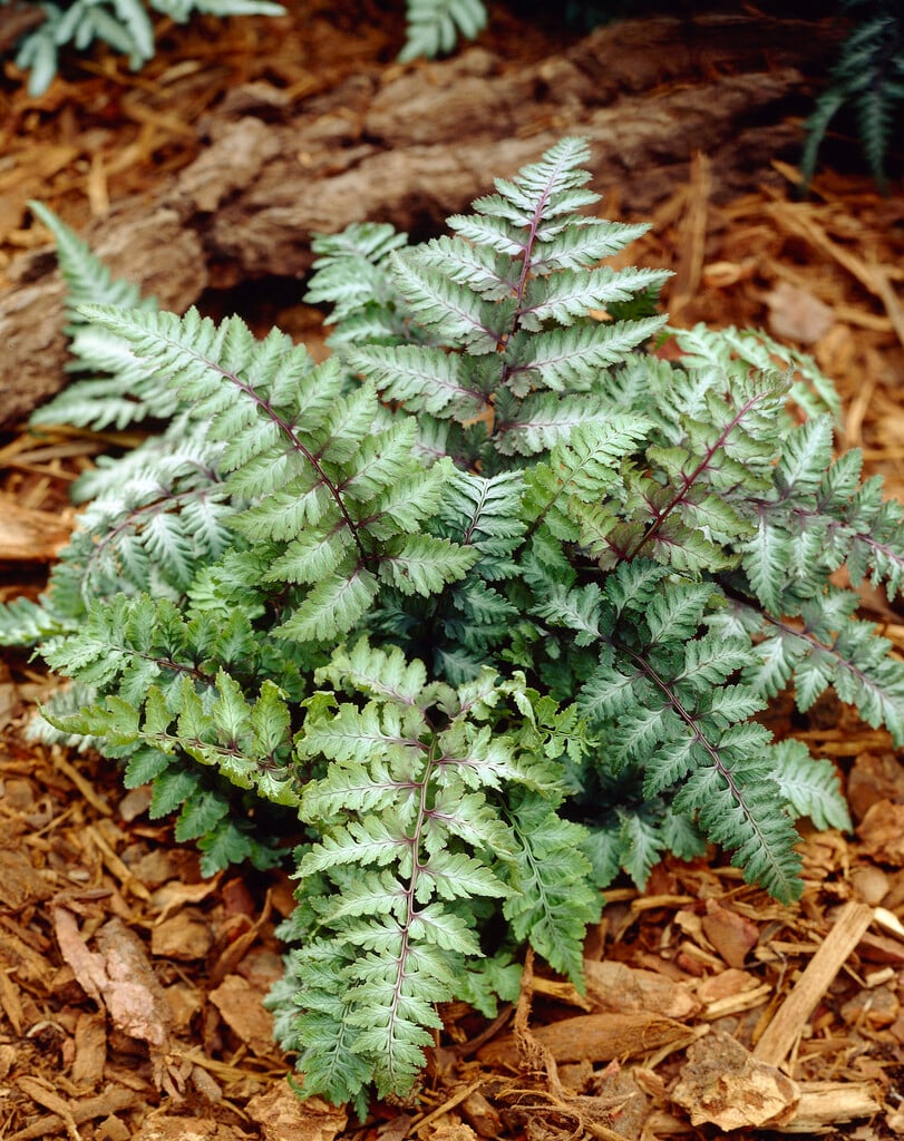 Athyrium niponicum var. pictum &Ursula&s Red& | Ferns/RHS Gardening