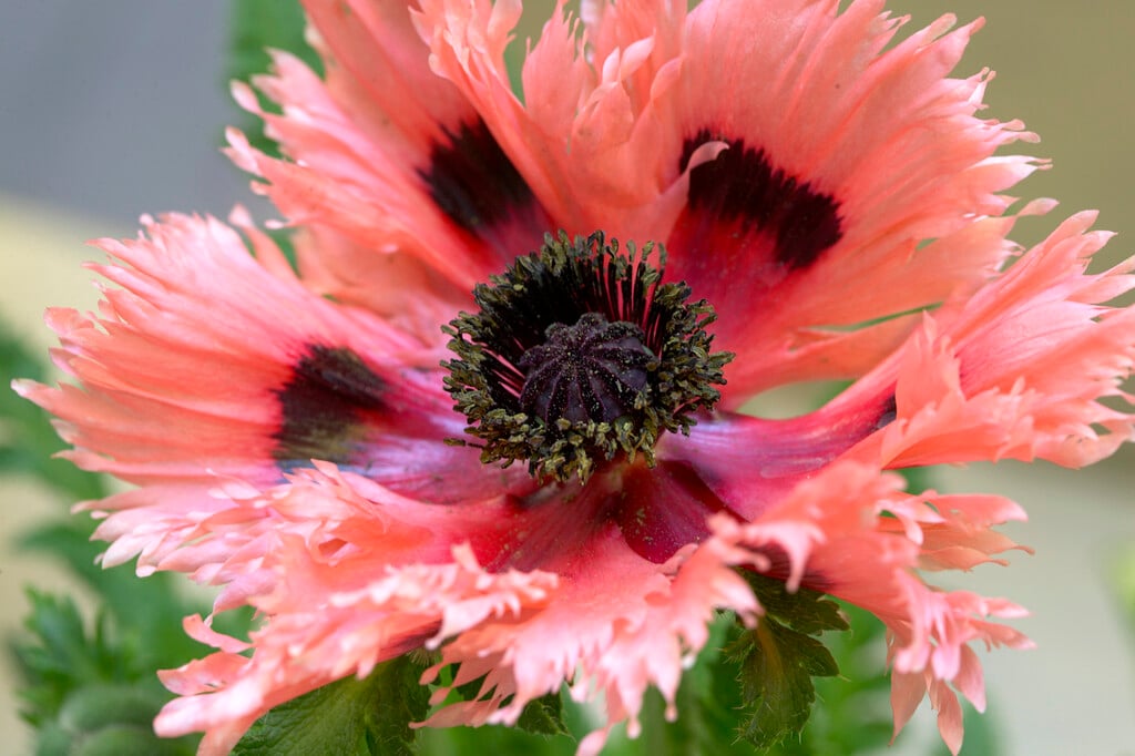 Papaver orientale &Pink Ruffles& | Herbaceous Perennial/RHS Gardening