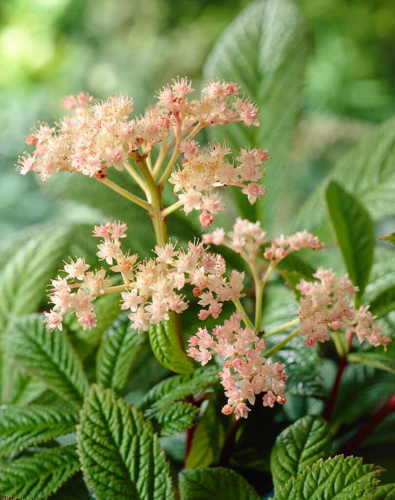 Rodgersia sambucifolia | elderberry rodgersia Bogs/RHS Gardening