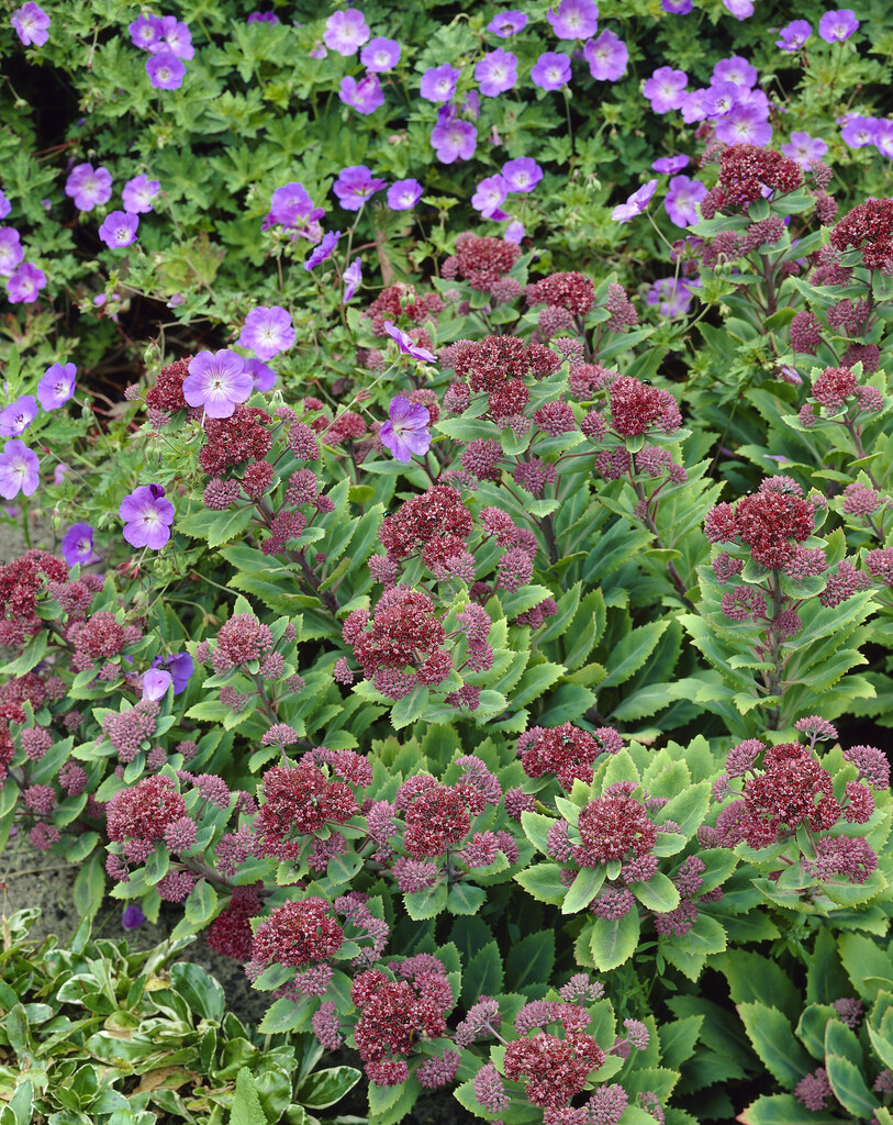 Sedum &Blade Runner& | Herbaceous Perennial/RHS Gardening