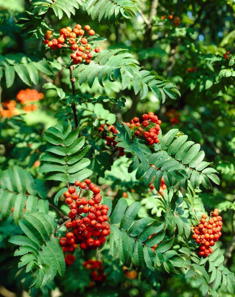 Sorbus aucuparia | rowan Trees/RHS Gardening