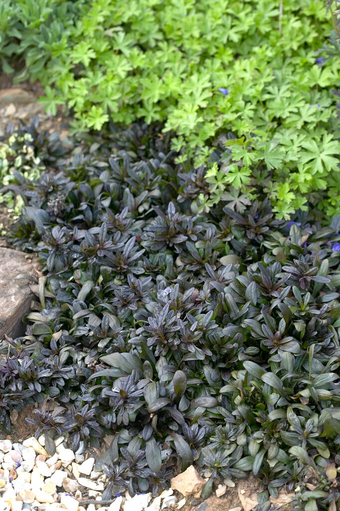 Ajuga reptans &Chocolate Chip& | bugle &Valfredda& Herbaceous Perennial ...