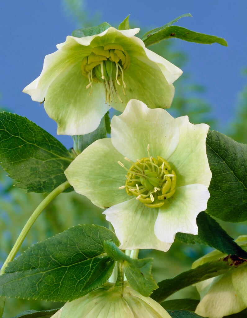 Helleborus odorus | fragrant hellebore Herbaceous Perennial/RHS Gardening