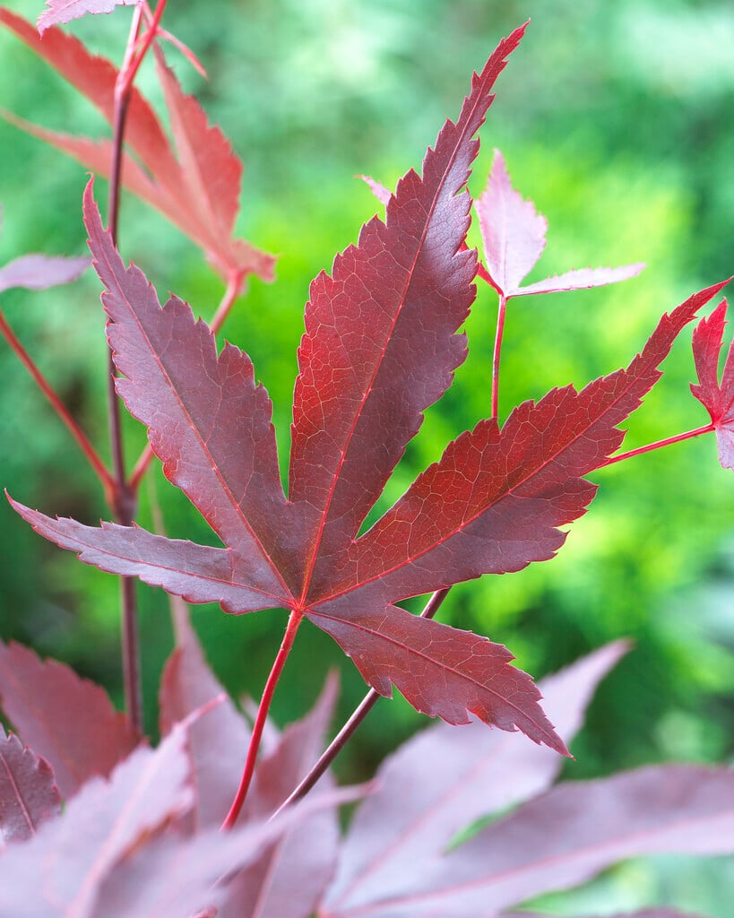 Acer palmatum &Atropurpureum& (A) | purple Japanese maple Trees/RHS ...