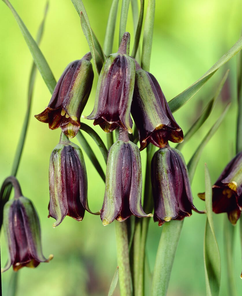 Fritillaria elwesii | Elwes&s fritillary Bulbs/RHS Gardening