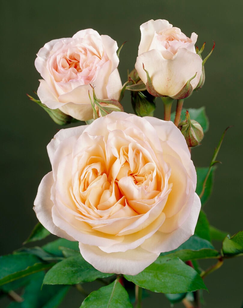 Rosa Perdita (&Ausperd&) (S) | rose [Perdita] Roses/RHS Gardening