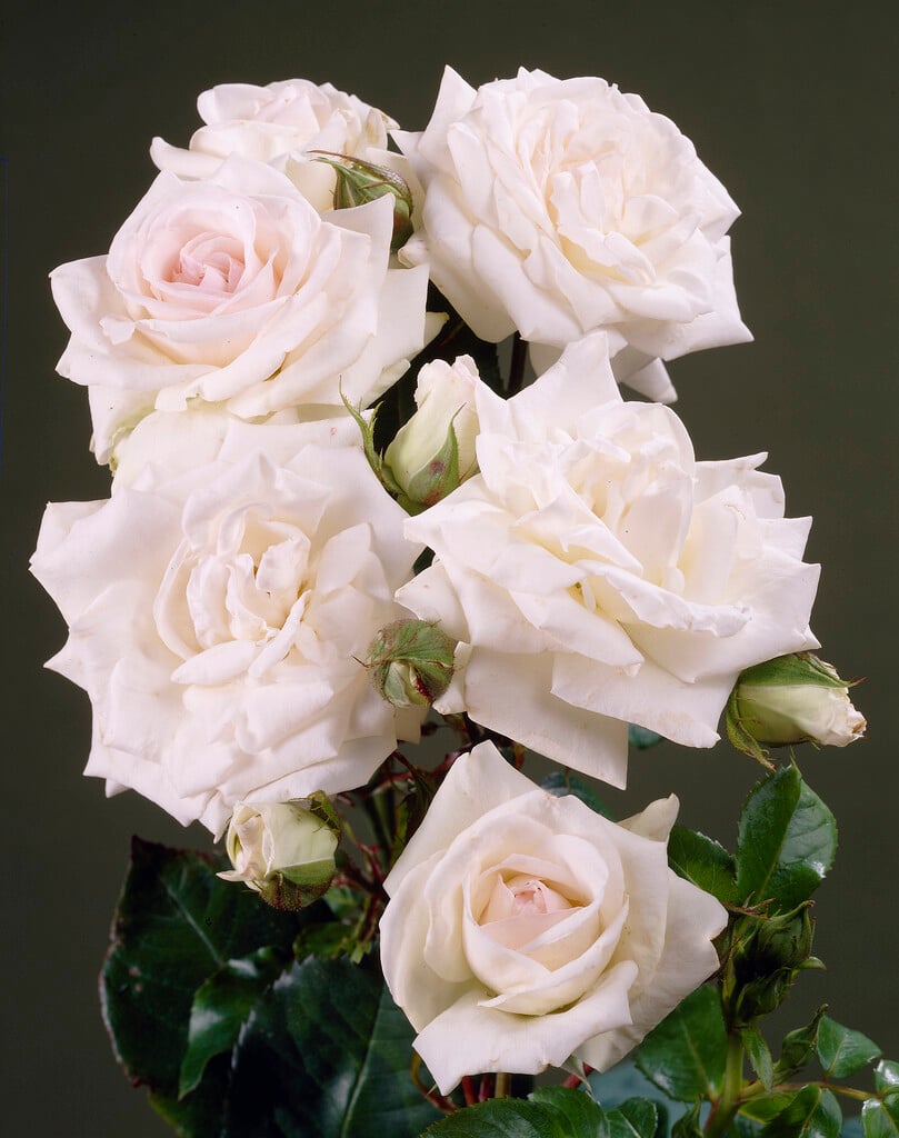 Swan Lake Climbing Rose Mail Order Climbing Roses Potted And Bare