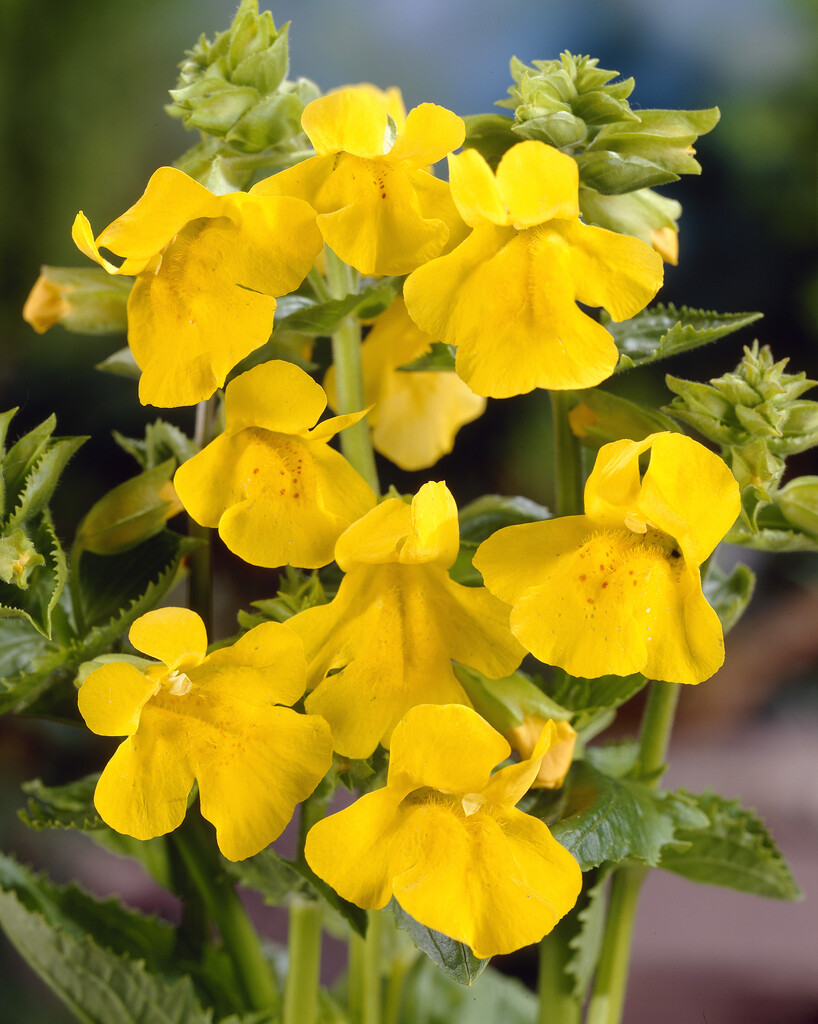 Mimulus luteus | blood-drop-emlets Herbaceous Perennial/RHS Gardening