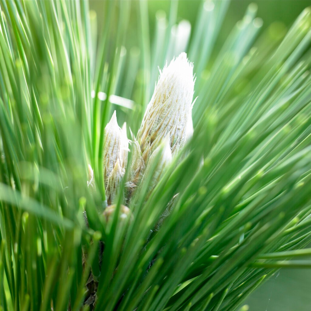 Pinus thunbergii &Thunderhead& | Japanese black pine &Thunderhead ...