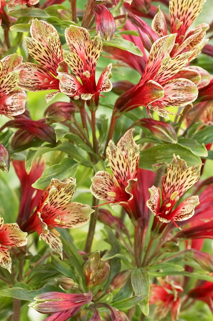 Alstroemeria psittacina 'Mona Lisa' | Peruvian lily 'Mona Lisa ...