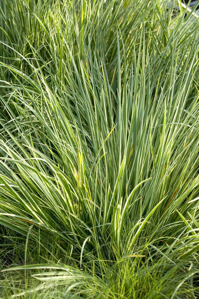 Carex variegatus hort. | variegated slender sweet flag Bogs/RHS Gardening