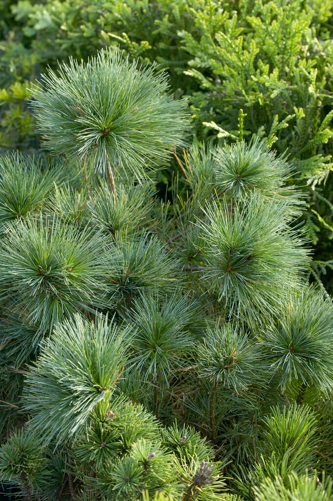 Pinus strobus &Blue Shag& | Weymouth pine &Blue Shag& Shrubs/RHS Gardening