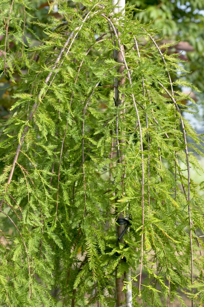 Swamp Cypress Tree Uk