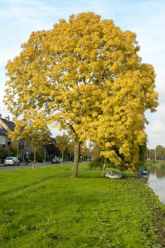 Fraxinus excelsior | common ash Trees/RHS Gardening