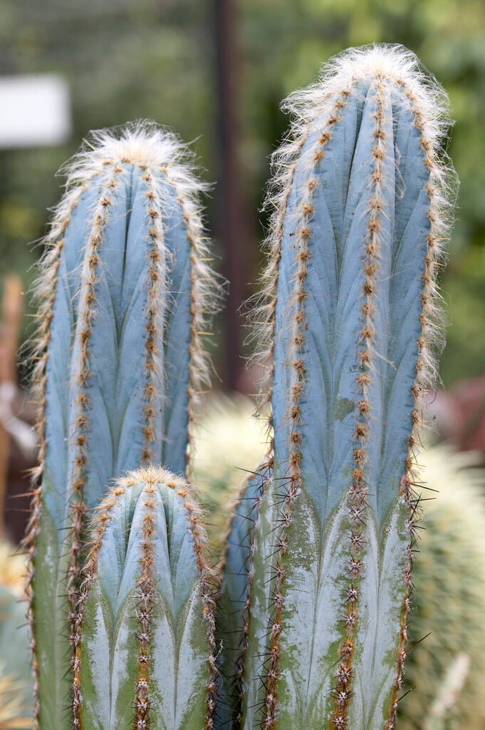Pilosocereus pachycladus | Cactus Succulent/RHS Gardening
