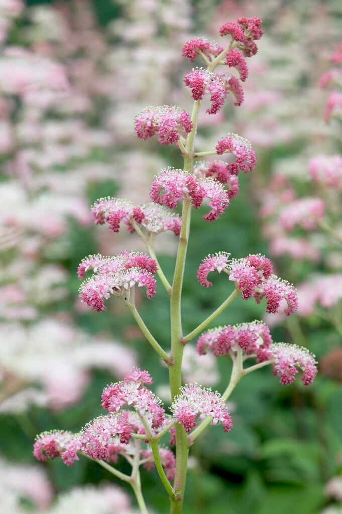 Rodgersia pinnata &Superba& | rodgersia &Superba& Herbaceous Perennial ...