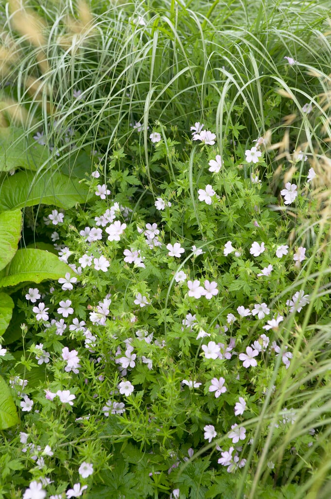 Geranium × oxonianum &Rebecca Moss& | Herbaceous Perennial/RHS Gardening