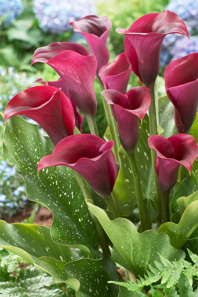 Zantedeschia &Captain Prado&PBR (Captain Series) | Herbaceous Perennial ...