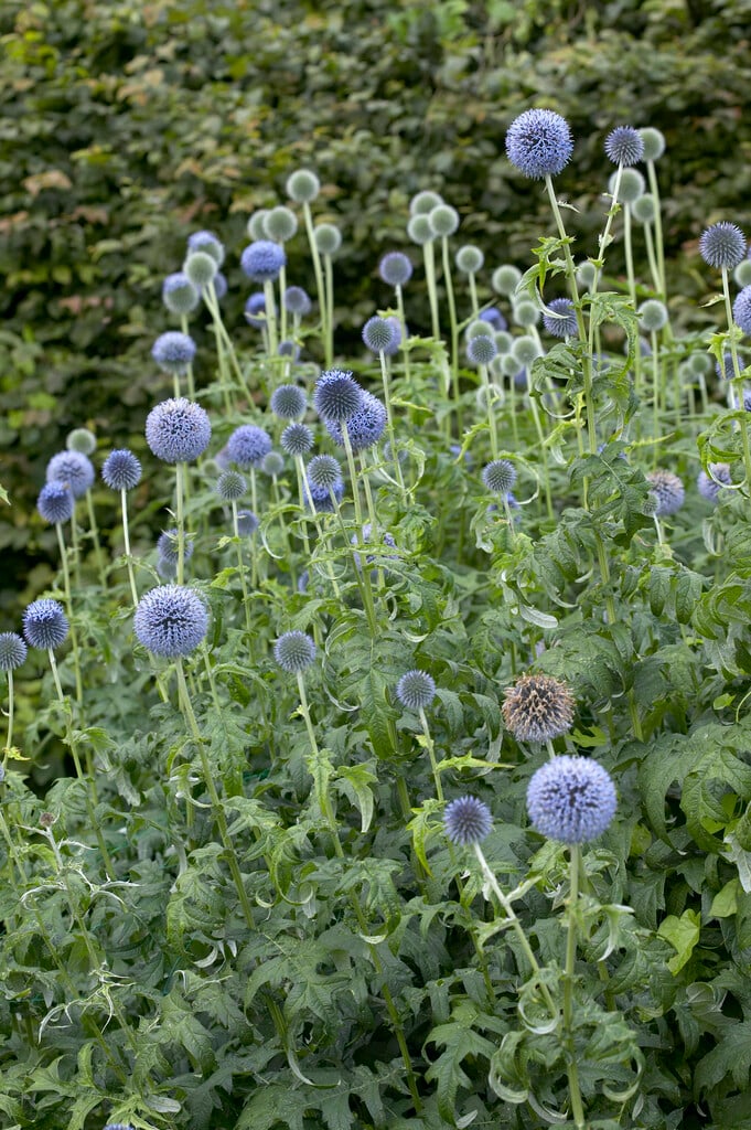 Echinops bannaticus &Taplow Blue& | globe thistle &Taplow Blue ...