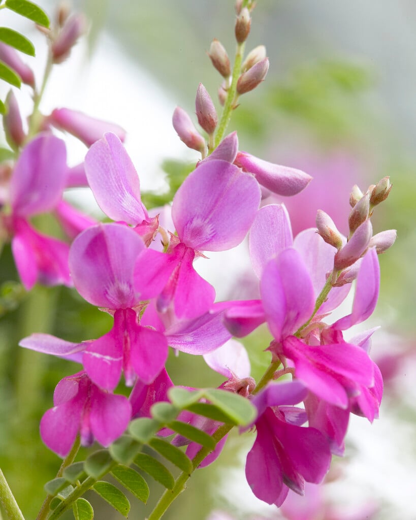 Indigofera heterantha | Himalayan indigo Shrubs/RHS Gardening