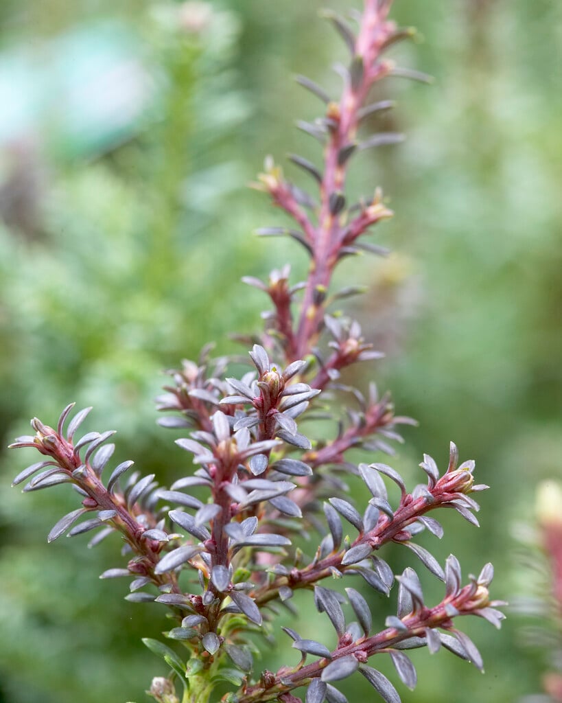 Podocarpus alpinus &Red Tip& | Conifers/RHS Gardening