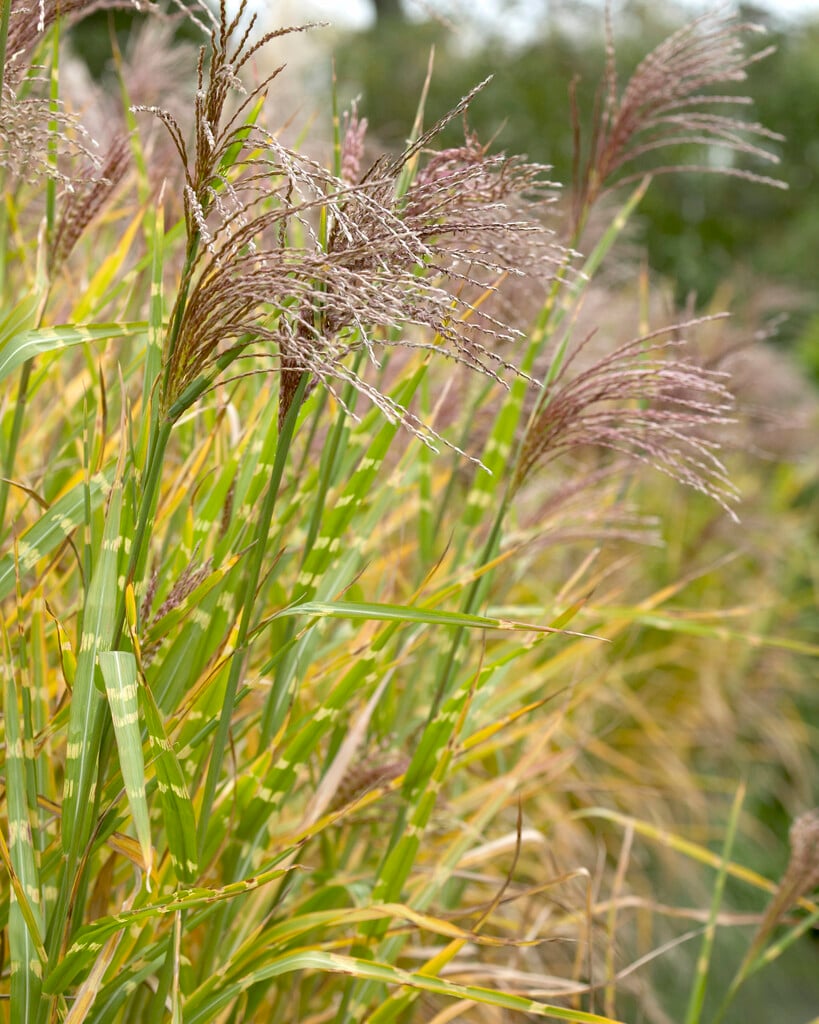 Miscanthus Sinensis Zebrinus