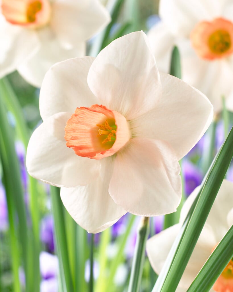 Narcissus &Fragrant Rose& (2) | Bulbs/RHS Gardening