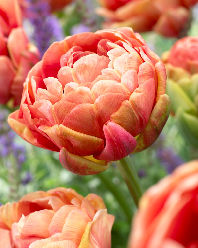 Tulipa 'Copper Image' (11) | tulip 'Copper Image' Bulbs/RHS