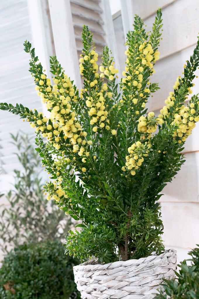 Acacia paradoxa | hedge wattle Climber Wall Shrub/RHS Gardening