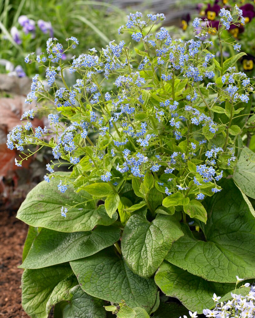 Brunnera macrophylla &Henry&s Eyes& | Herbaceous Perennial/RHS Gardening