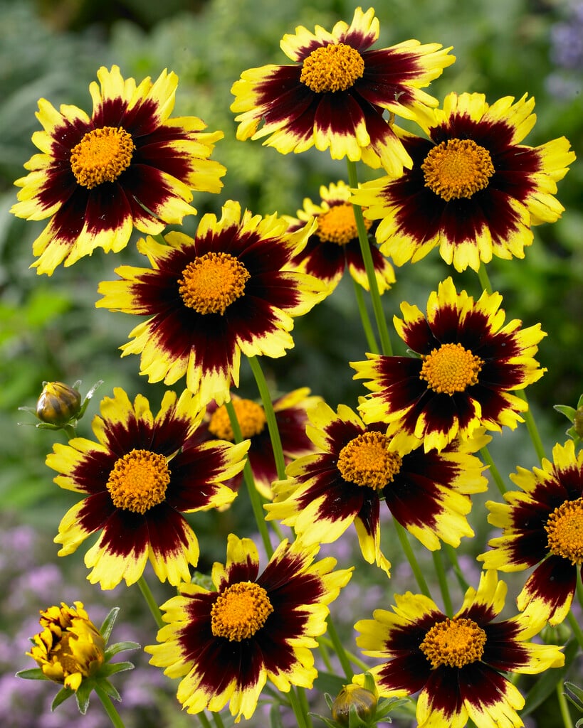 Coreopsis &Cosmic Eye& (Big Bang Series) | Herbaceous Perennial/RHS ...