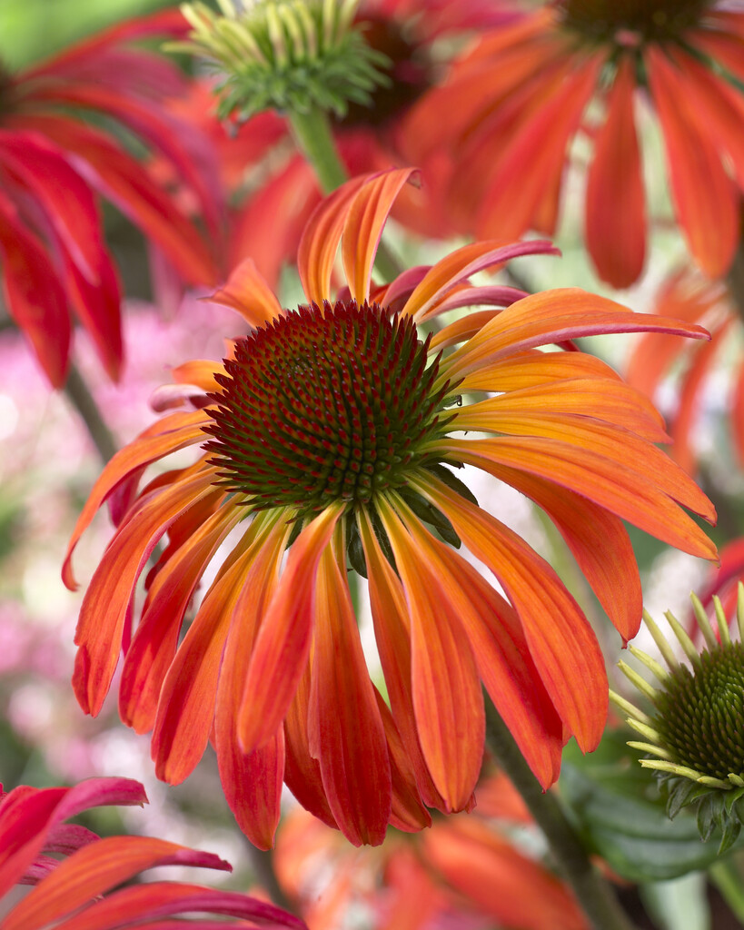 Echinacea &Summer Sun&PBR | coneflower &Summer Sun& Herbaceous ...