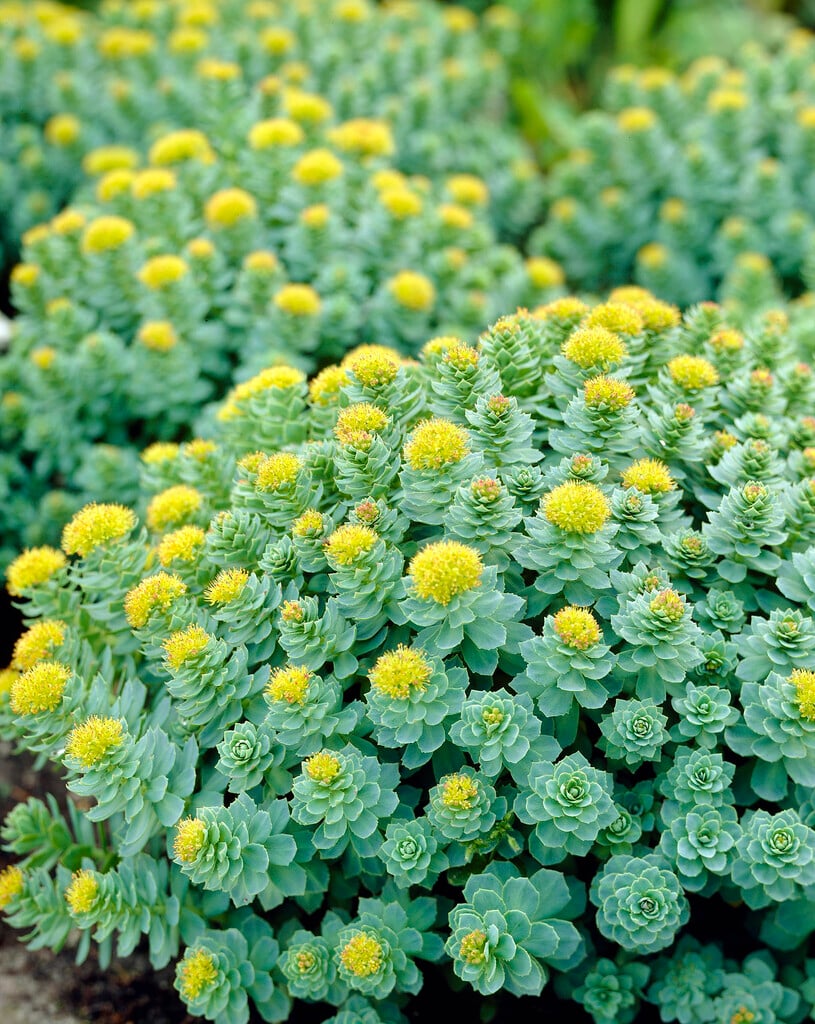 Sedum roseum | dark purple stonecrop Herbaceous Perennial/RHS Gardening