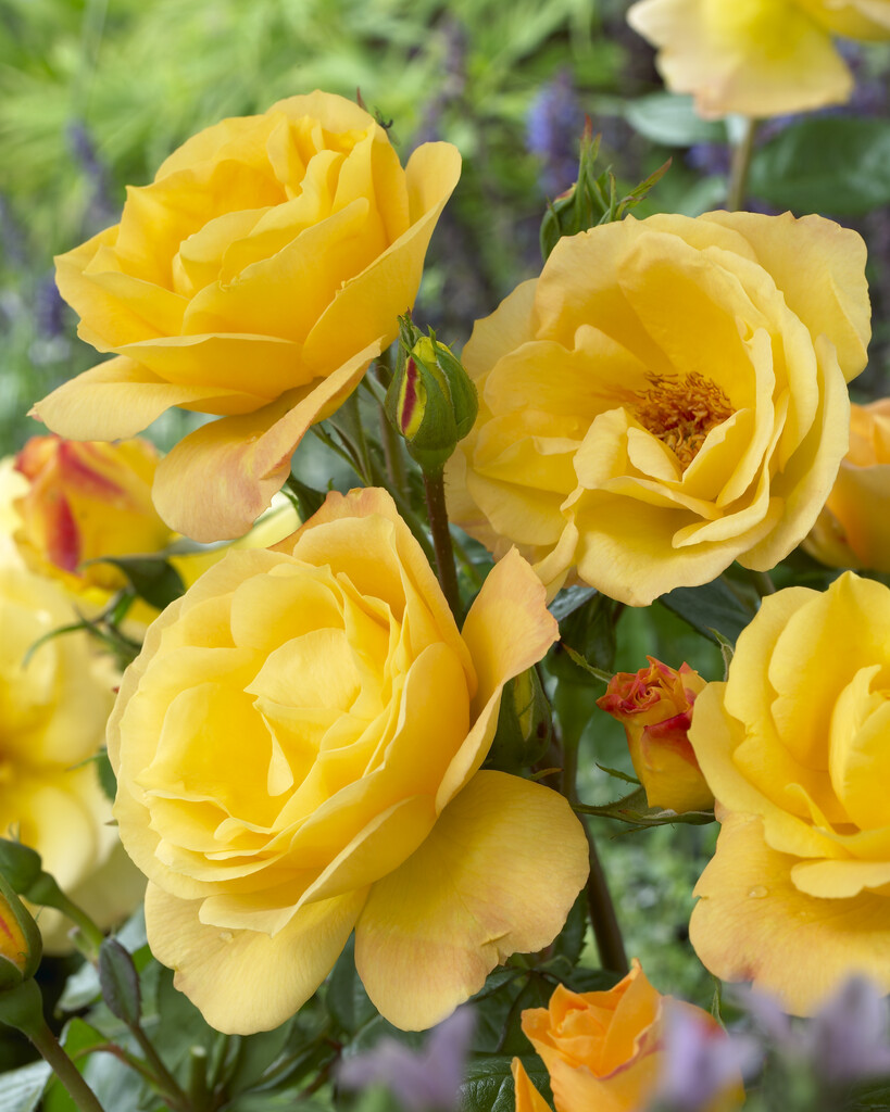 Rosa &Arthur Bell& (F) | rose &Arthur Bell& Shrubs/RHS Gardening