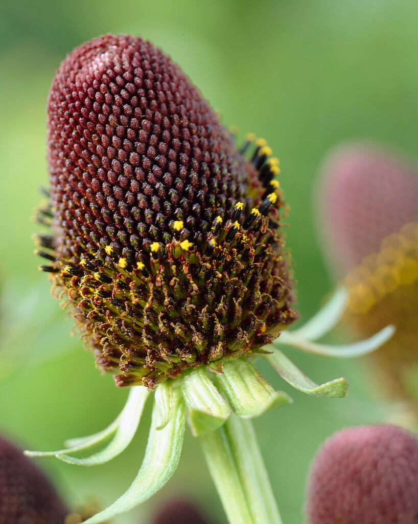 Rudbeckia occidentalis &Green Wizard& | western coneflower &Green ...