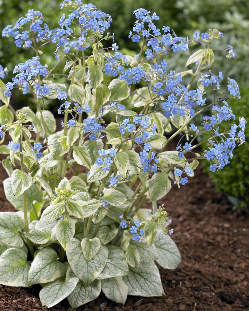 Brunnera macrophylla &King&s Ransom&PBR (v) | Siberian bugloss &King&s ...