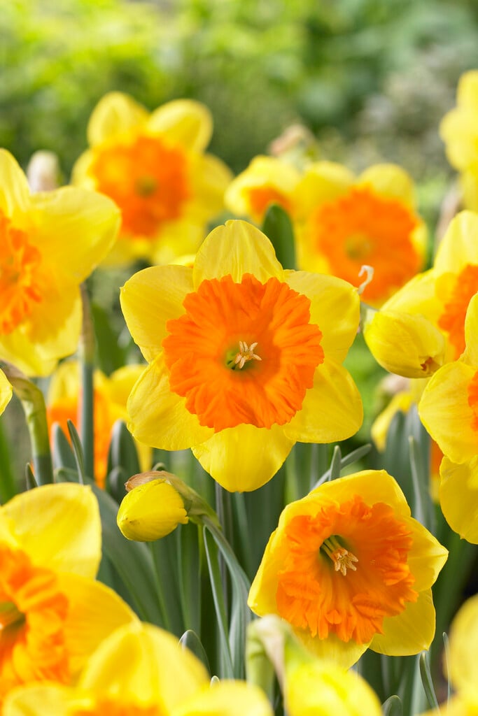 Narcissus &Sunlover& (2) | Bulbs/RHS Gardening