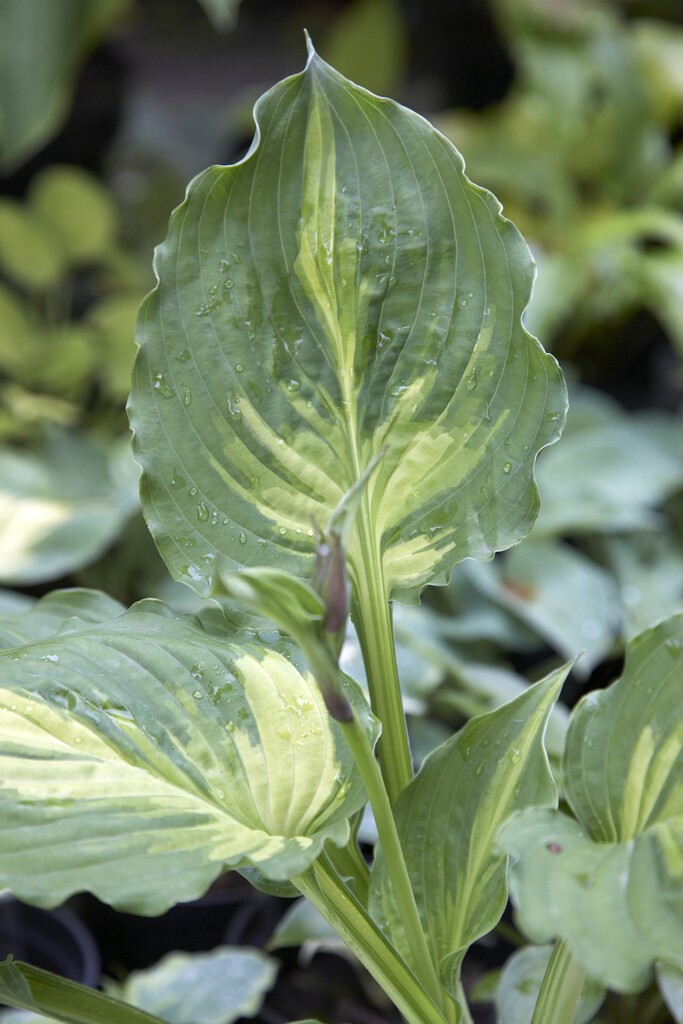 Hosta Lakeside Paisley Print