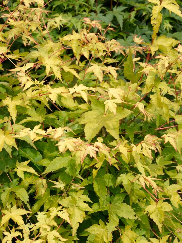 Acer palmatum &Sunshine& (D) | Japanese maple &Sunshine& Trees/RHS ...