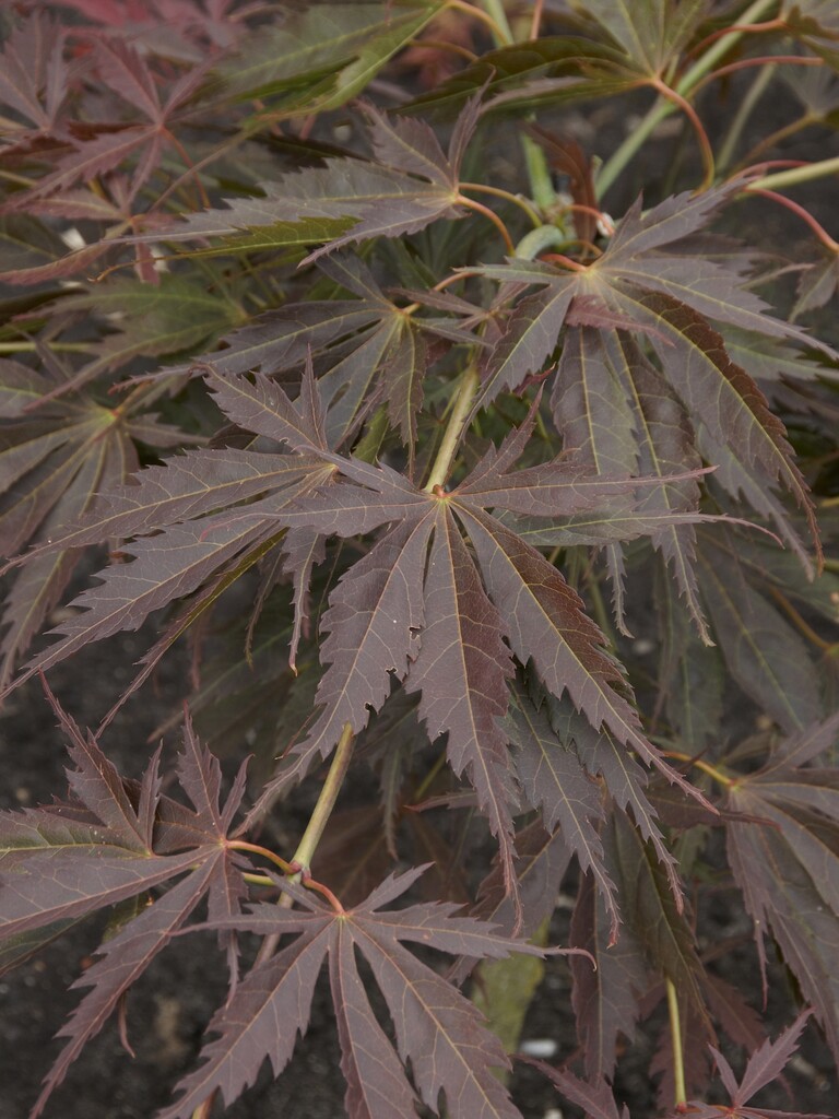 Acer palmatum &Hessei& (M) | Trees/RHS Gardening