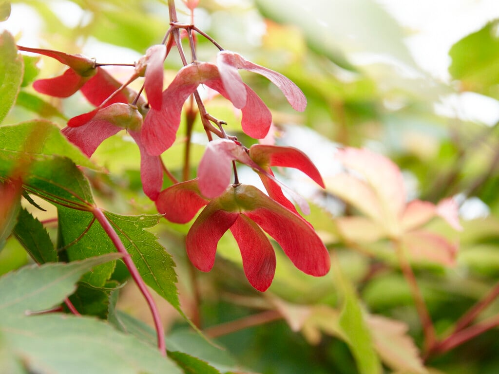 Acer palmatum &Ōsakazuki& (A) | Japanese maple &Osakazuki& Trees/RHS ...