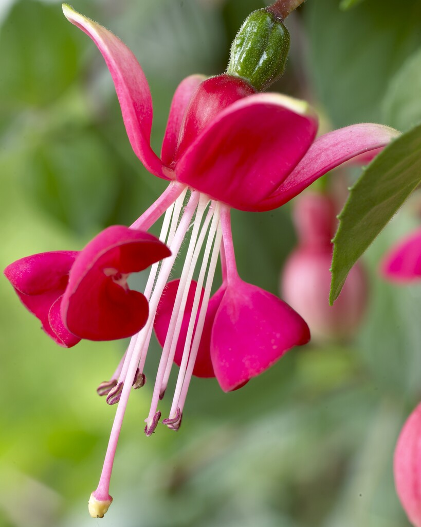 Fuchsia &Satellite& | Shrubs/RHS Gardening