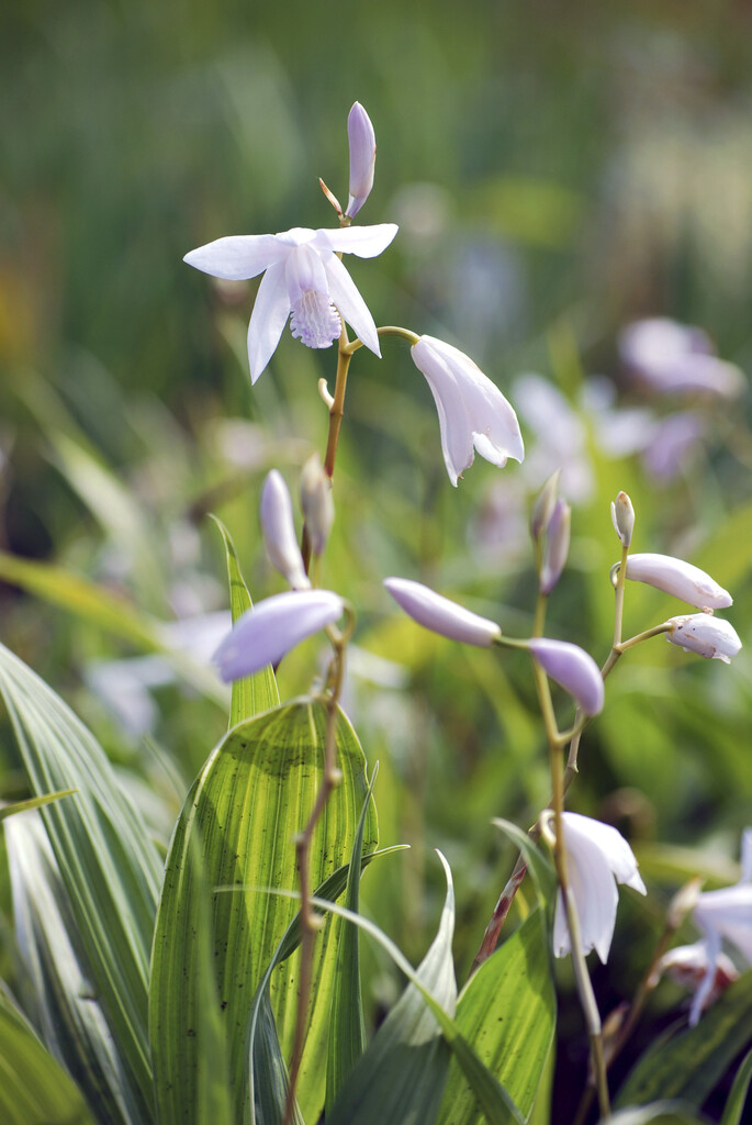 Bletilla striata var. japonica alba | Herbaceous Perennial/RHS Gardening