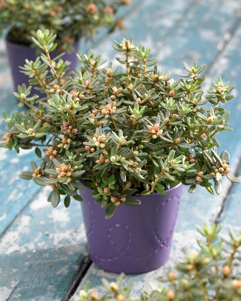 Rhododendron impeditum | dwarf purple rhododendron Shrubs/RHS Gardening