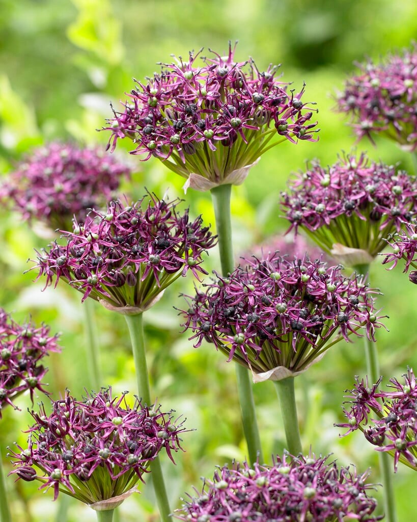 Allium nigrum var. purpureum | very-dark purple allium Bulbs/RHS Gardening