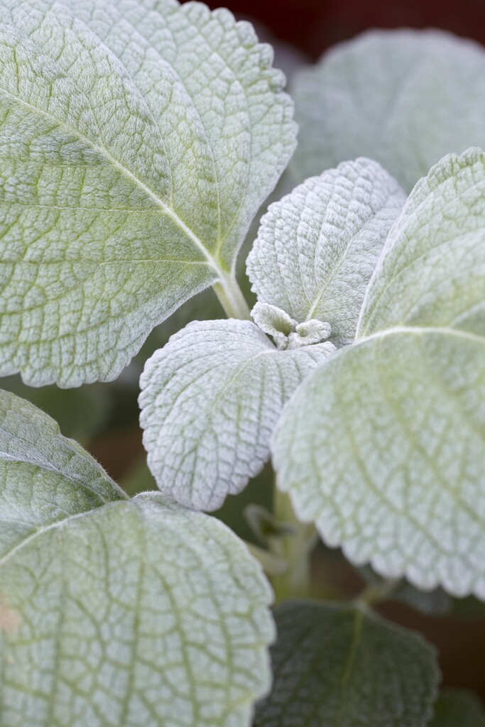 Plectranthus &Silver Shield& | Bedding/RHS Gardening