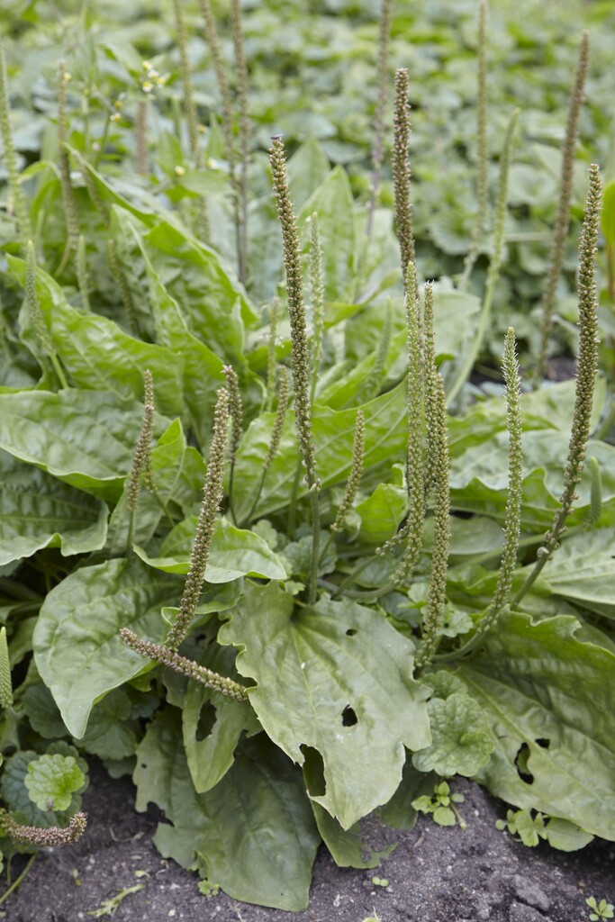 Plantago Major Common Plantain Plantago Major Common Plantain