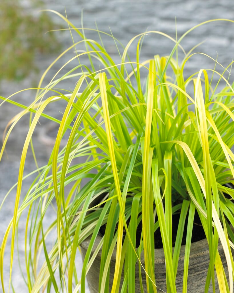 Carex oshimensis &Everillo&PBR (EverColor Series) | Japanese sedge ...