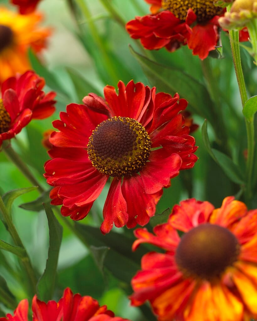 Helenium &Hot Lava& | Herbaceous Perennial/RHS Gardening