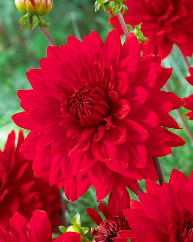 Dahlia &Garden Wonder& (D) | Herbaceous Perennial/RHS Gardening